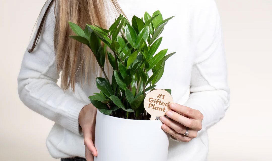 Foli - Online Plant Shop. Potted houseplants delivering Canada-wide.