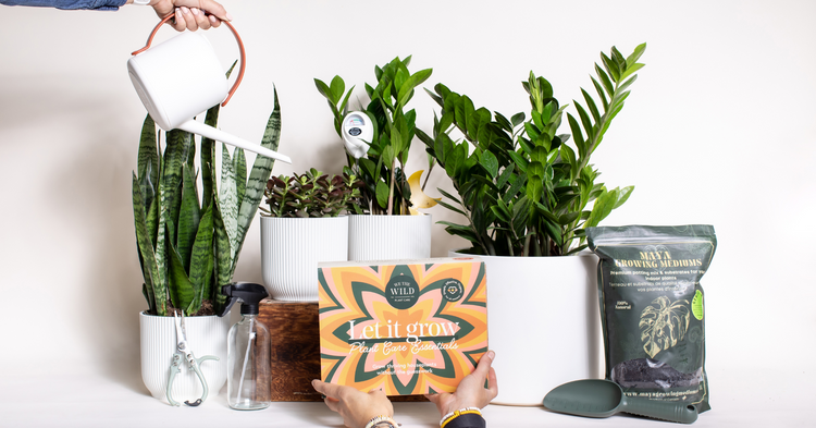 Foli - Online Plant Shop. Potted houseplants delivering Canada-wide.