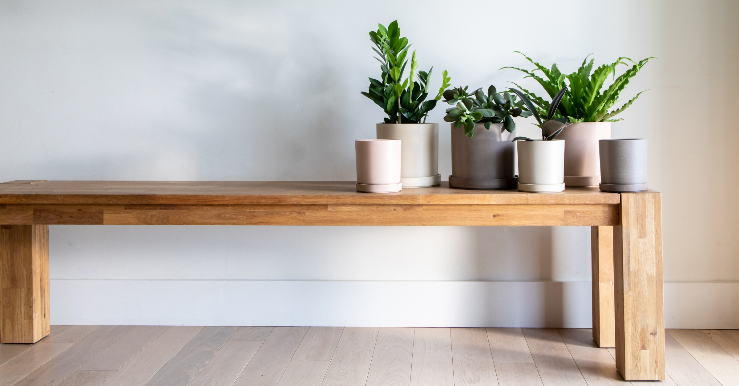 Foli - Online Plant Shop. Potted houseplants delivering Canada-wide.