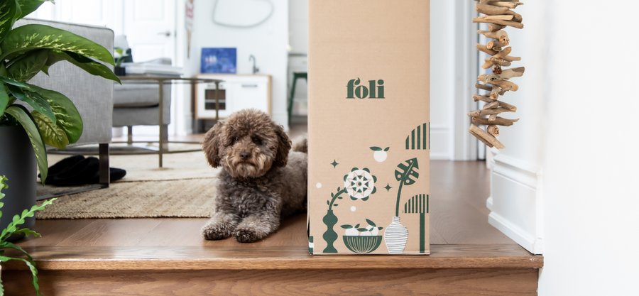 Foli - Online Plant Shop. Potted houseplants delivering Canada-wide.