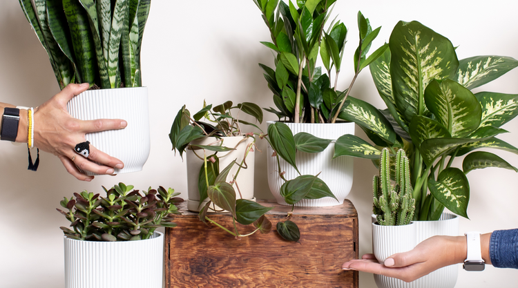 Foli - Online Plant Shop. Potted houseplants delivering Canada-wide.