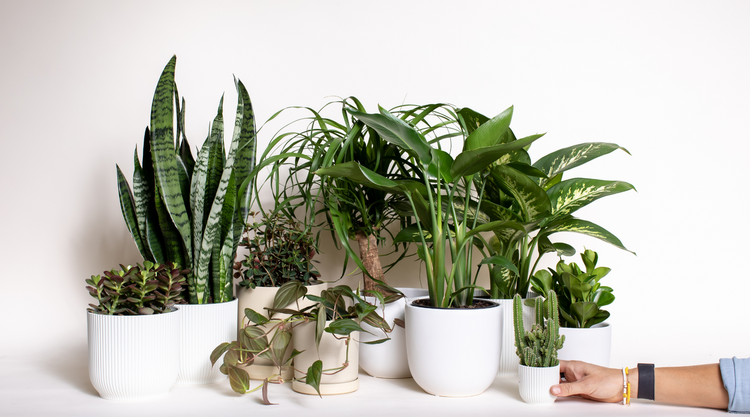 Foli - Online Plant Shop. Potted houseplants delivering Canada-wide.