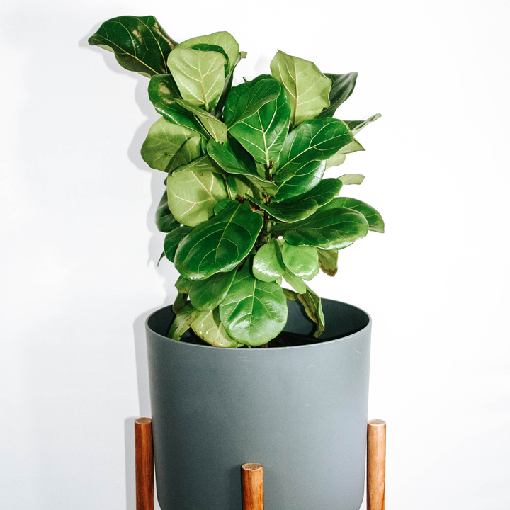Foli - Online Plant Shop. Potted houseplants delivering Canada-wide.