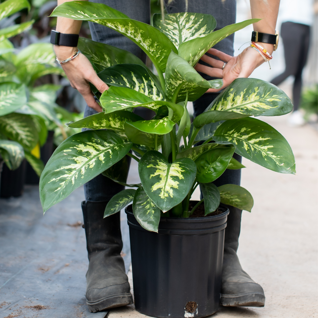 Large Floor Plants – Foli