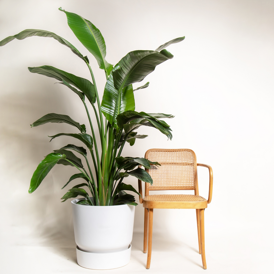 Foli - Online Plant Shop. Potted houseplants delivering Canada-wide.