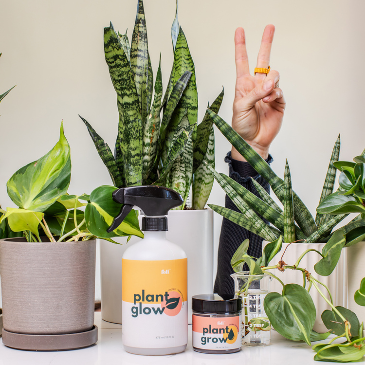 Foli - Online Plant Shop. Potted houseplants delivering Canada-wide.