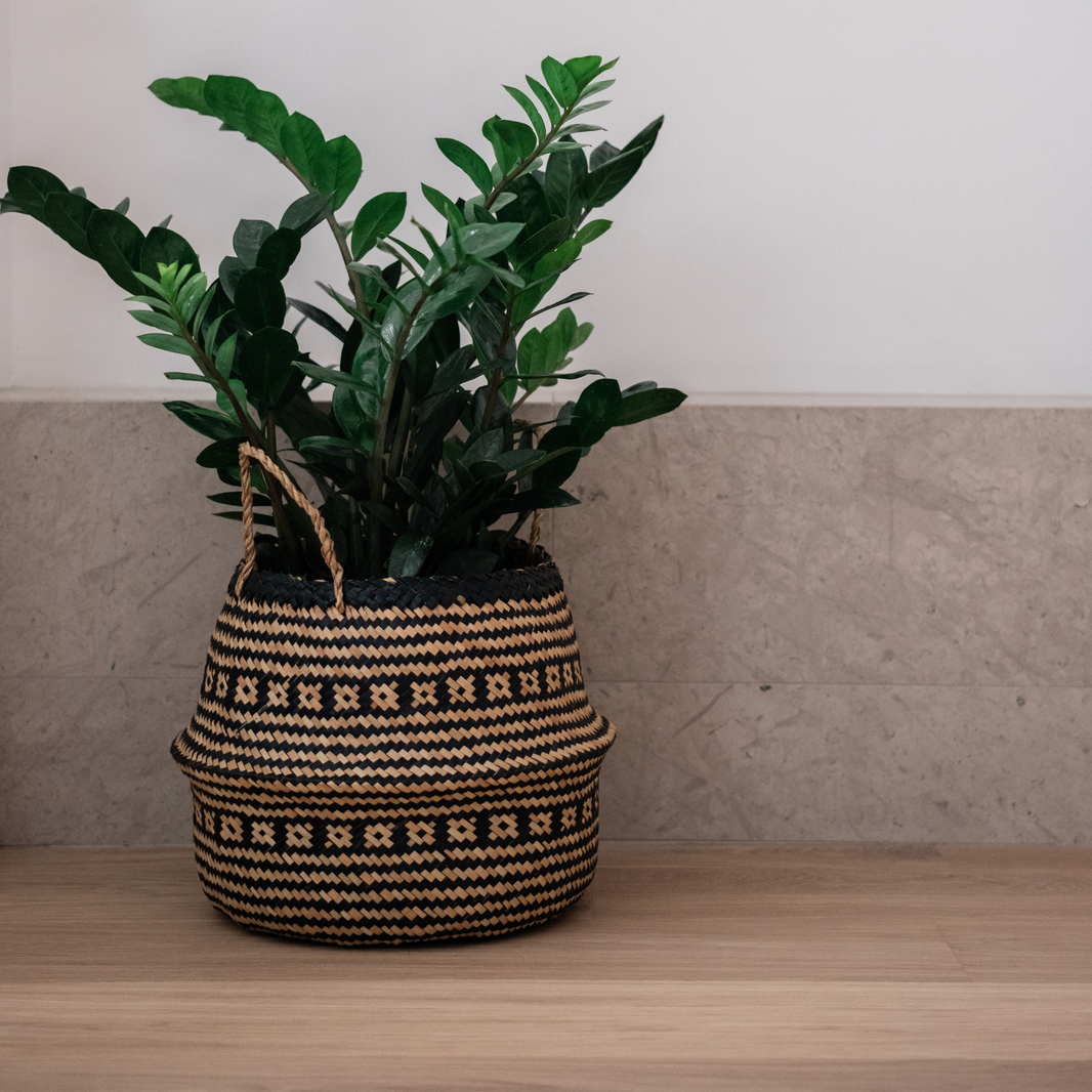 Foli - Online Plant Shop. Potted houseplants delivering Canada-wide.