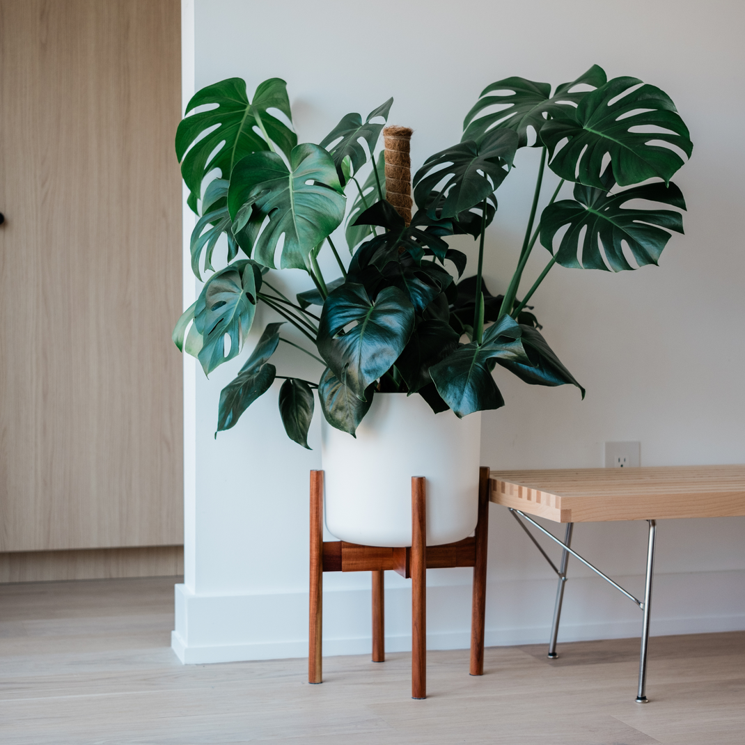 Foli - Online Plant Shop. Potted houseplants delivering Canada-wide.