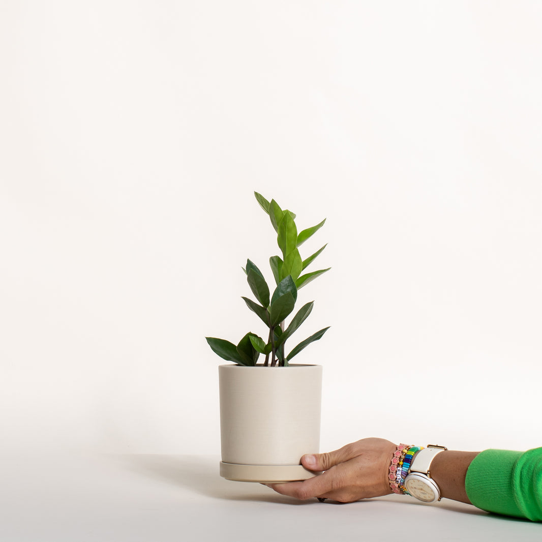 Frequently Asked Questions – Foli