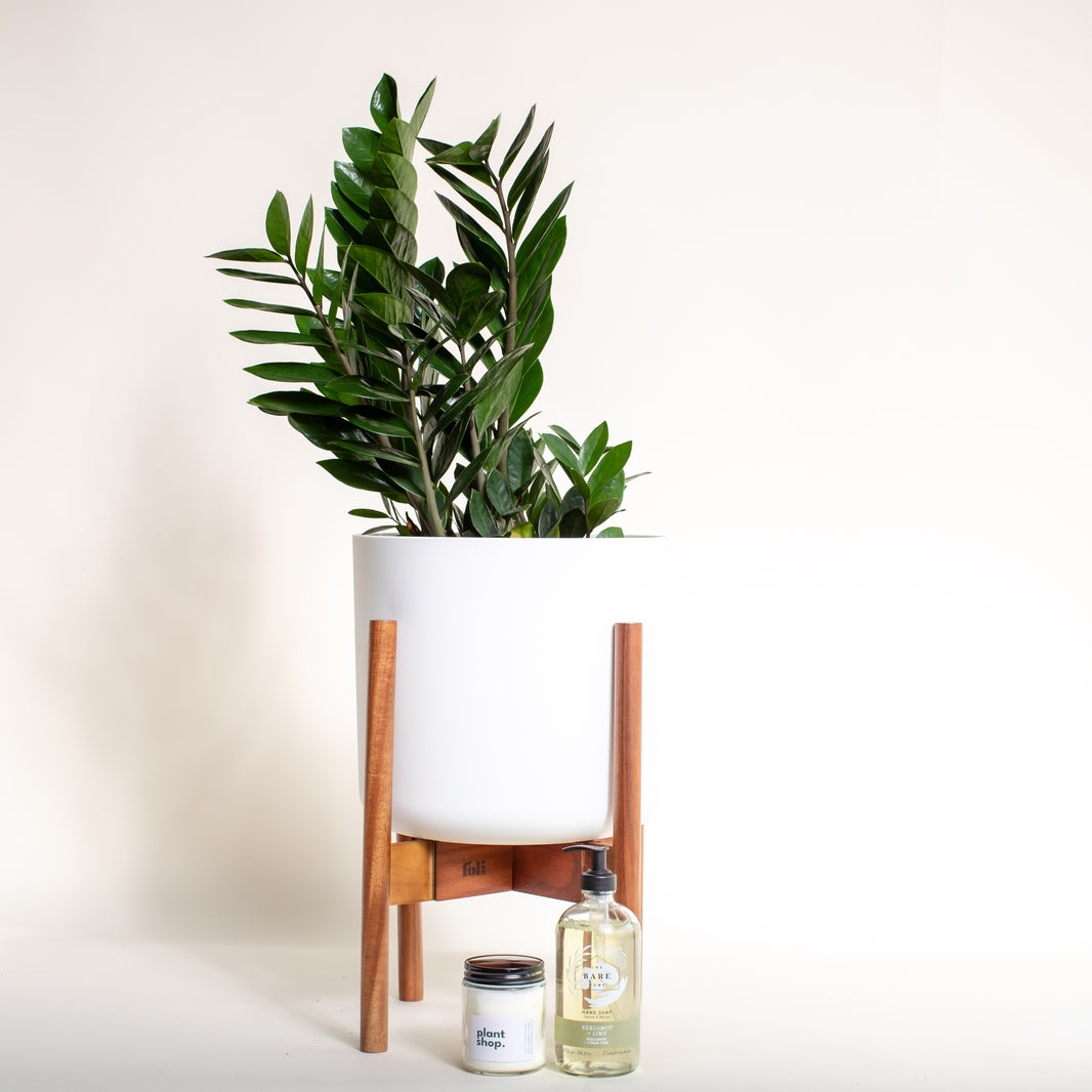 Foli - Online Plant Shop. Potted houseplants delivering Canada-wide.