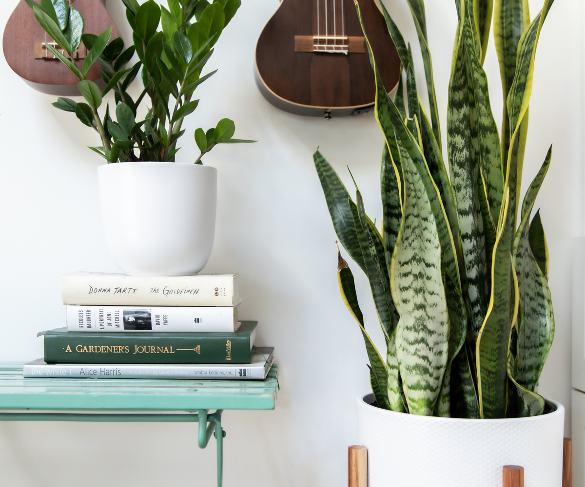 Foli - Online Plant Shop. Potted houseplants delivering Canada-wide.