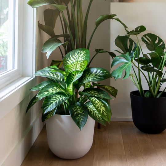 Foli - Online Plant Shop. Potted houseplants delivering Canada-wide.