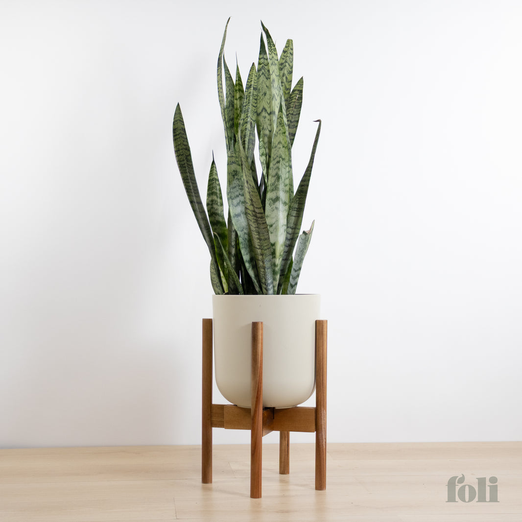 Foli - Online Plant Shop. Potted houseplants delivering Canada-wide.