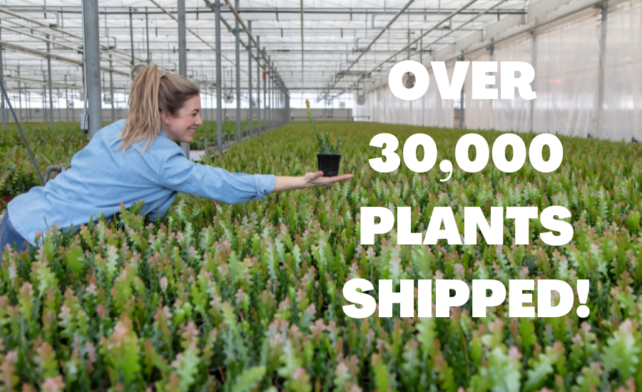 Foli - Online Plant Shop. Potted houseplants delivering Canada-wide.