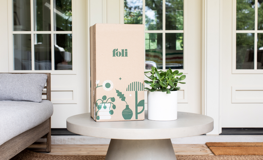 Foli - Online Plant Shop. Potted houseplants delivering Canada-wide.