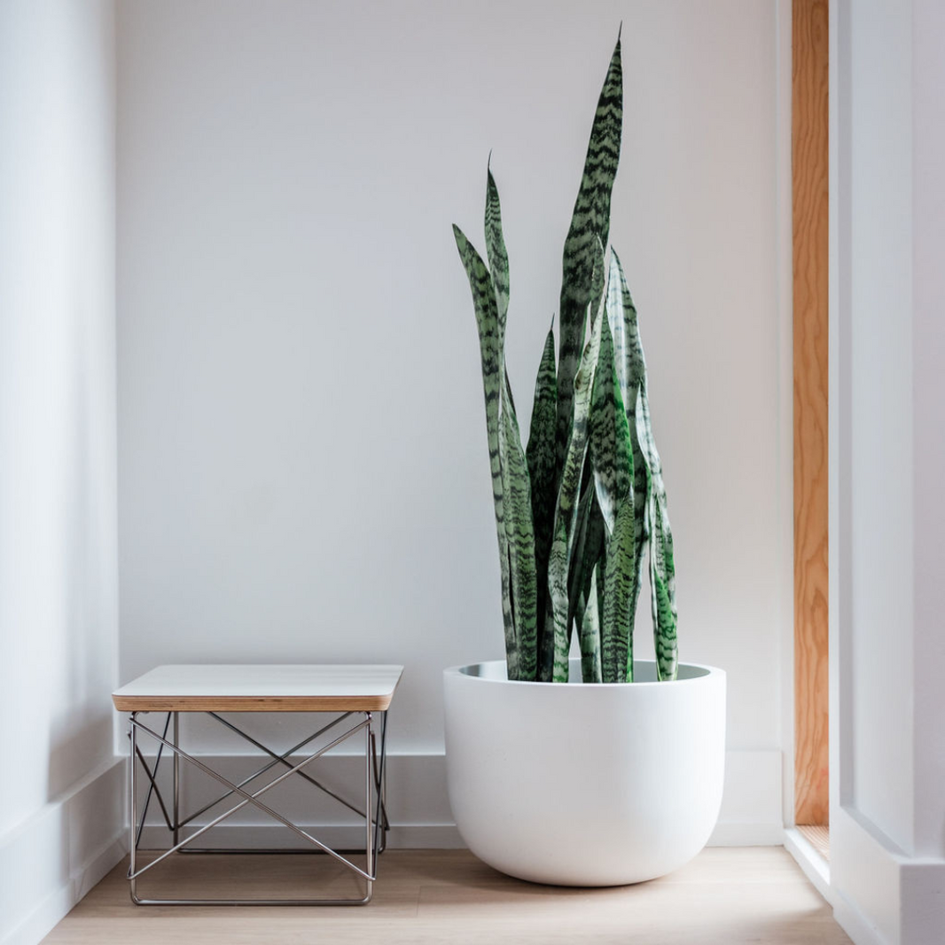 Frequently Asked Questions – Foli