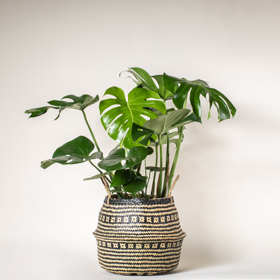 Foli - Online Plant Shop. Potted houseplants delivering Canada-wide.