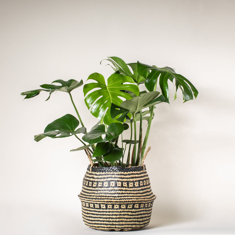 Foli - Online Plant Shop. Potted houseplants delivering Canada-wide.