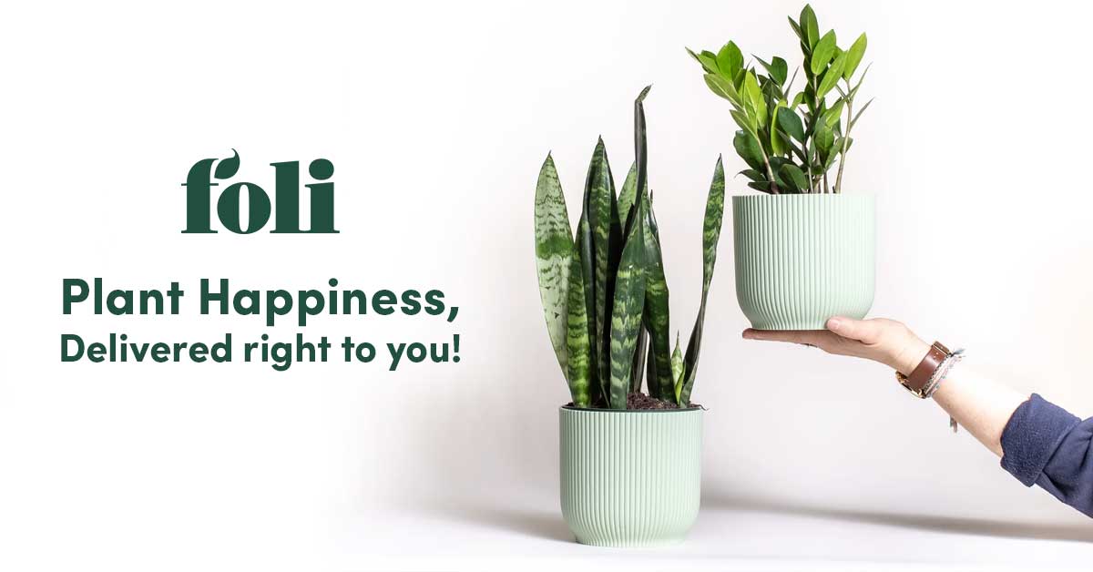 Foli - Online Plant Shop. Potted houseplants delivering Canada-wide.