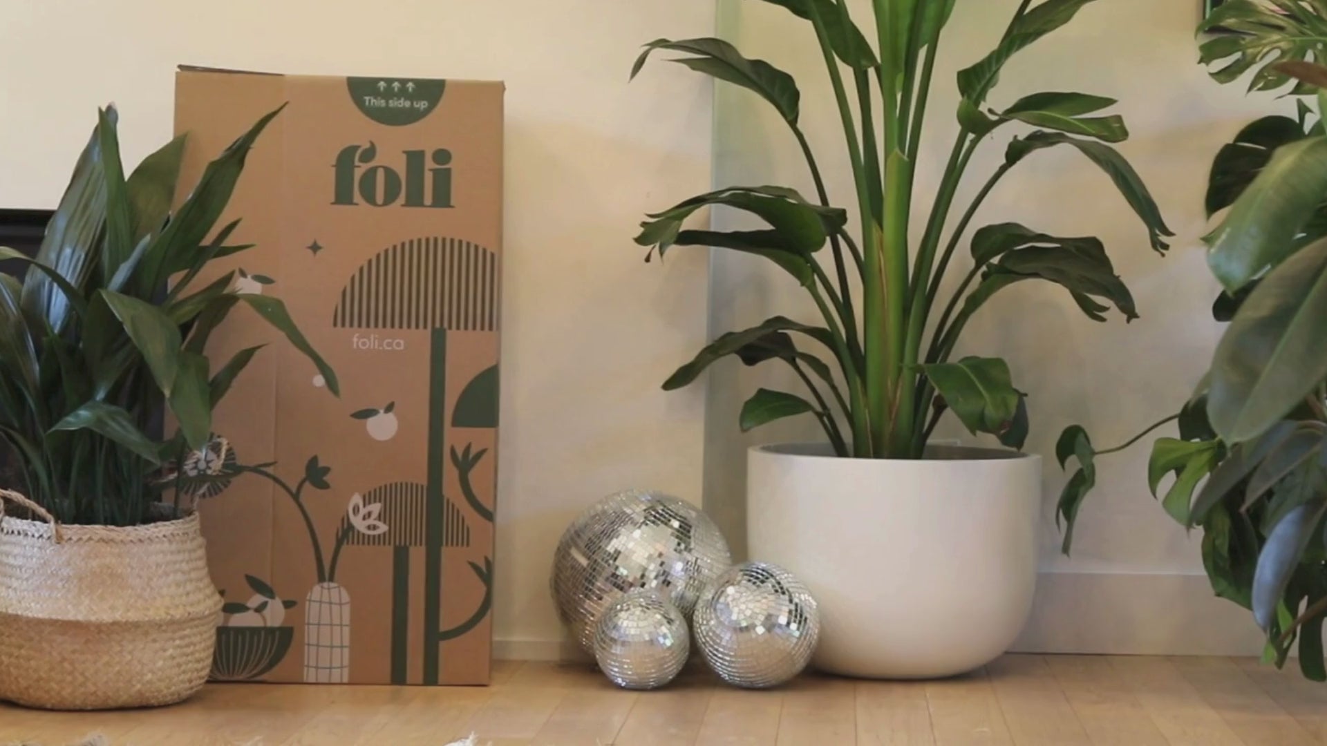 Foli - Online Plant Shop. Potted houseplants delivering Canada-wide.