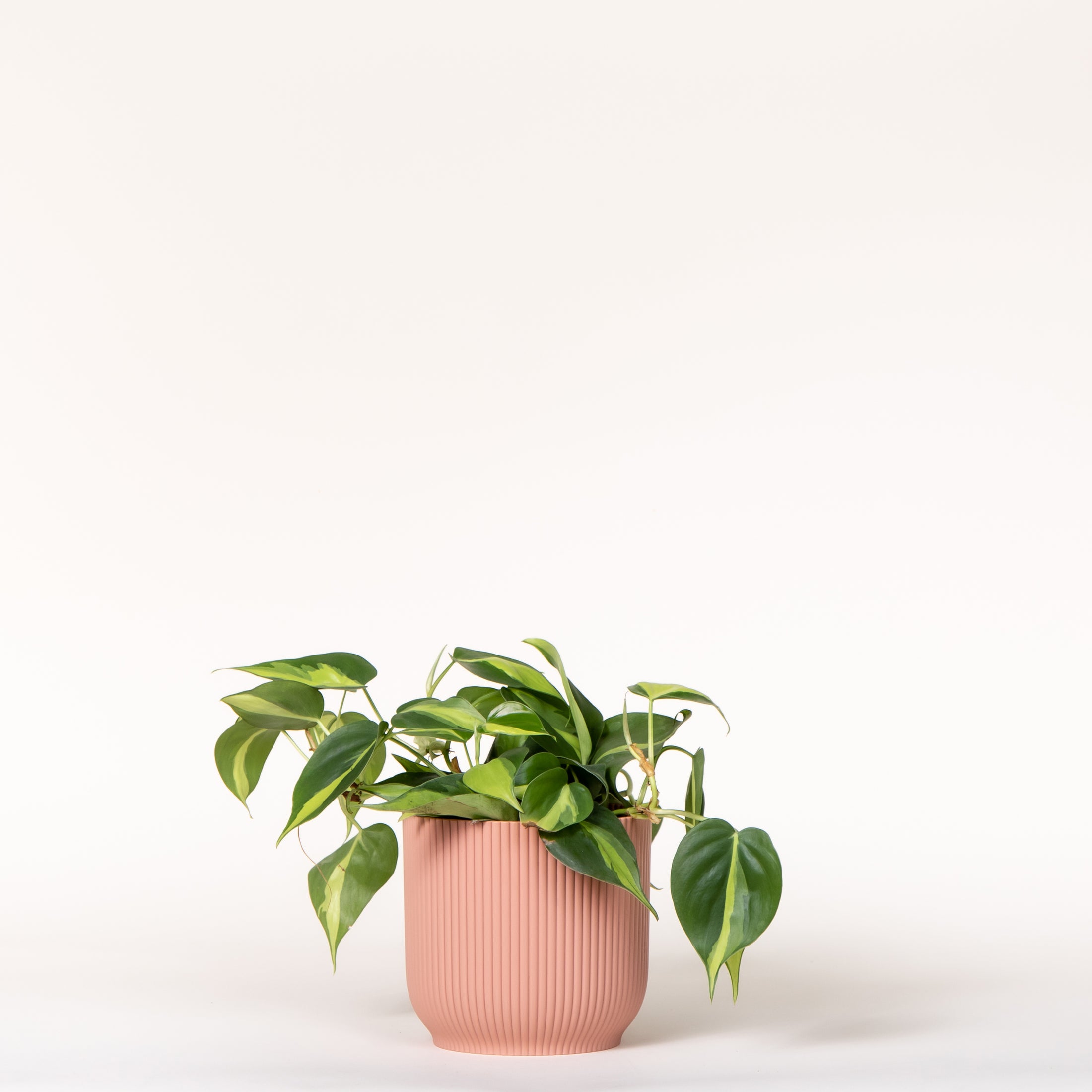 Foli - Online Plant Shop. Potted houseplants delivering Canada-wide.