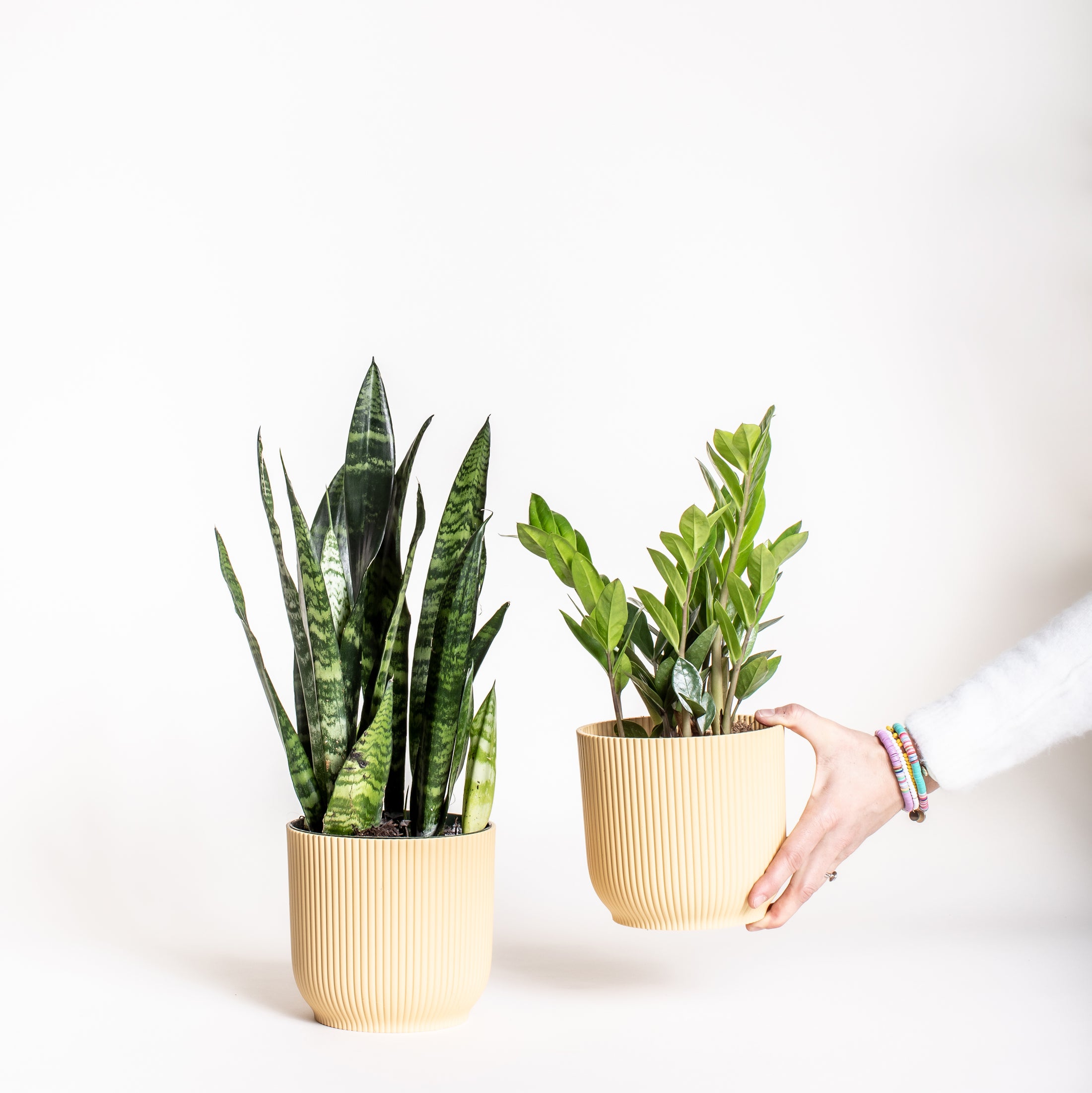 Foli - Online Plant Shop. Potted houseplants delivering Canada-wide.