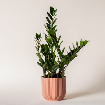 Foli - Online Plant Shop. Potted houseplants delivering Canada-wide.
