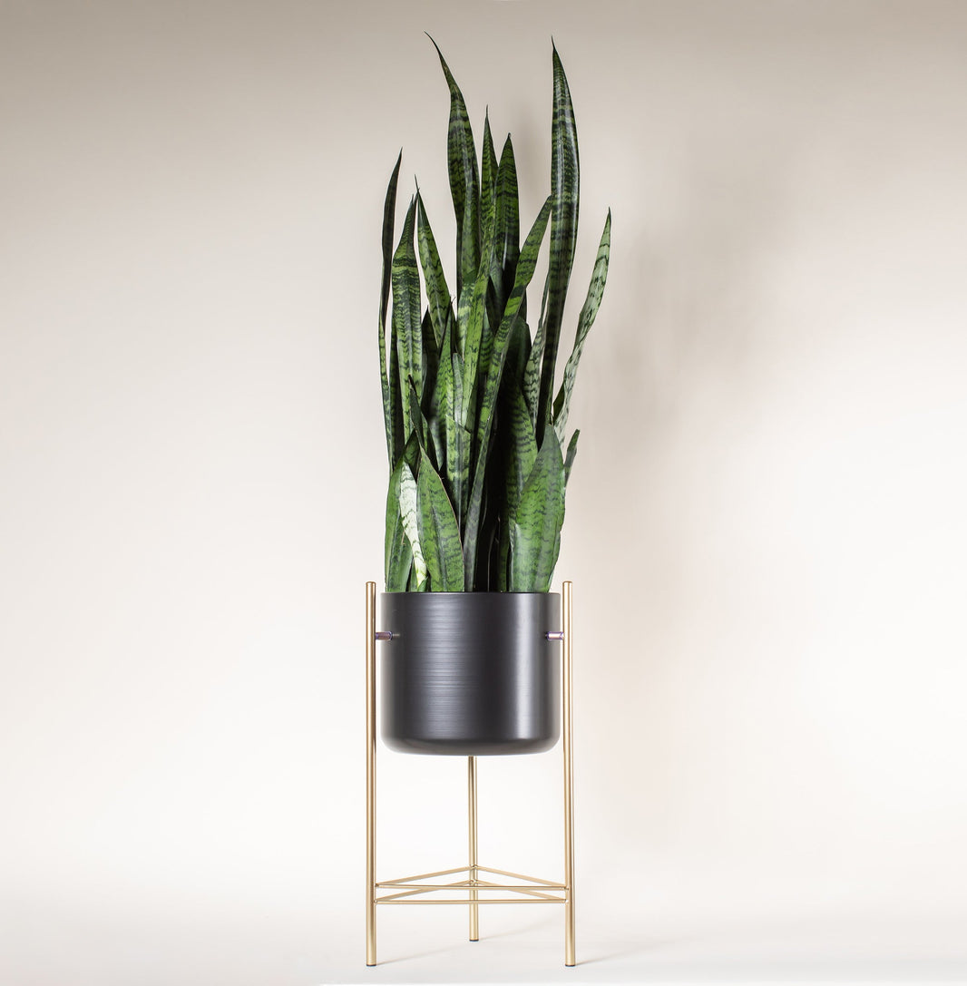 Foli - Online Plant Shop. Potted houseplants delivering Canada-wide.