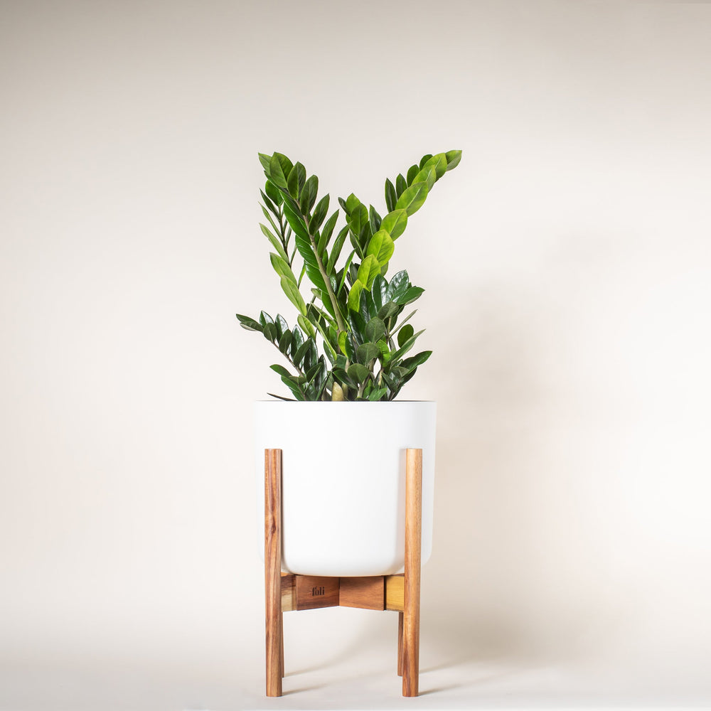 Foli - Online Plant Shop. Potted houseplants delivering Canada-wide.