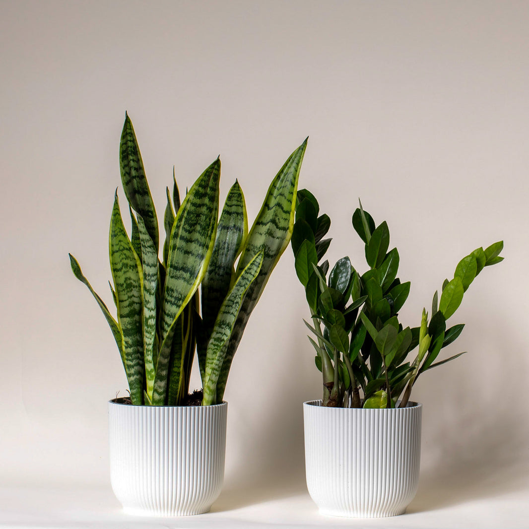 Foli - Online Plant Shop. Potted houseplants delivering Canada-wide.