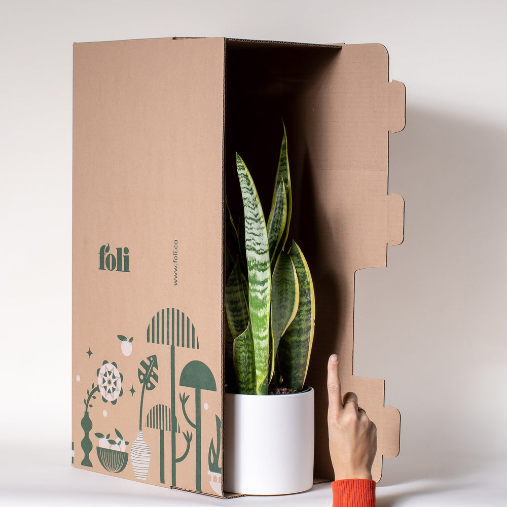 Foli - Online Plant Shop. Potted houseplants delivering Canada-wide.