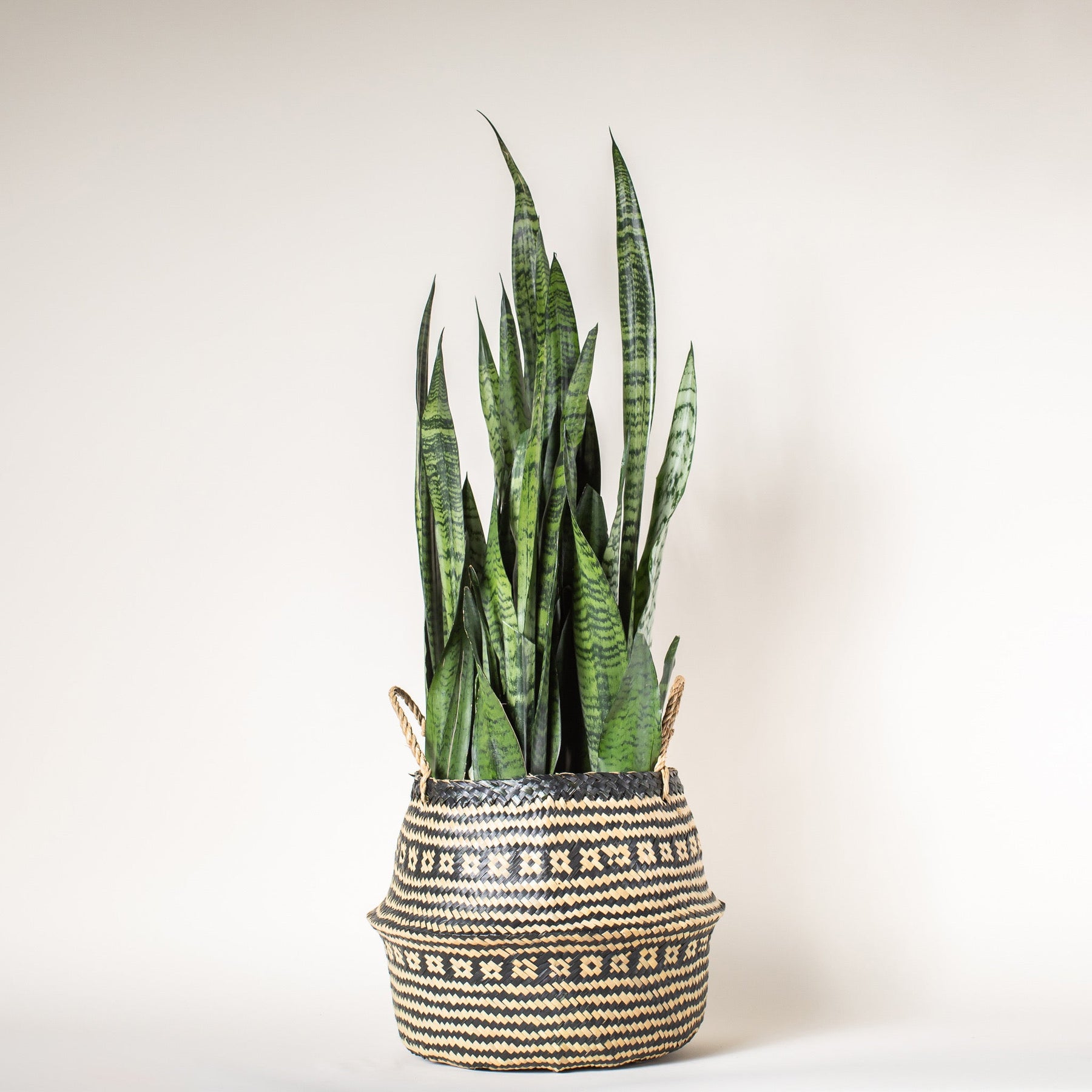 Snake Plant – Foli