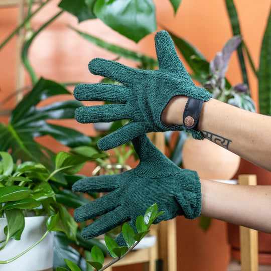 Foli - Online Plant Shop. Potted houseplants delivering Canada-wide.